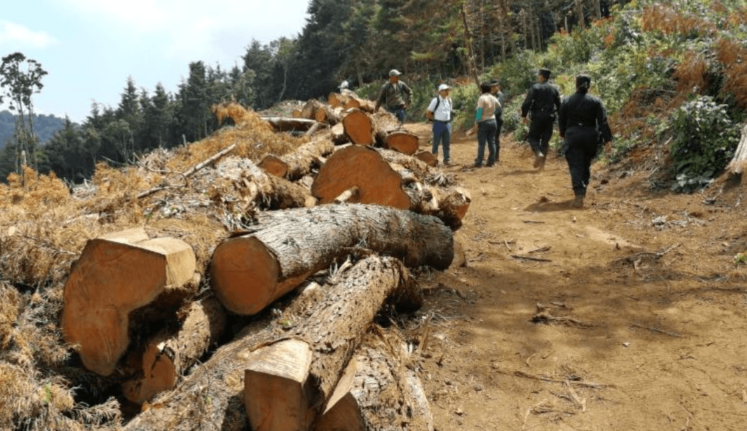 UNES exposes illegal logging - The Violence of Development